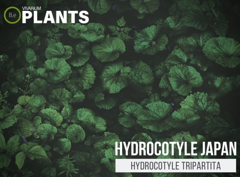 Hydrocotyle Tripartita "Hydrocotyle Japan" Plant Care Guide