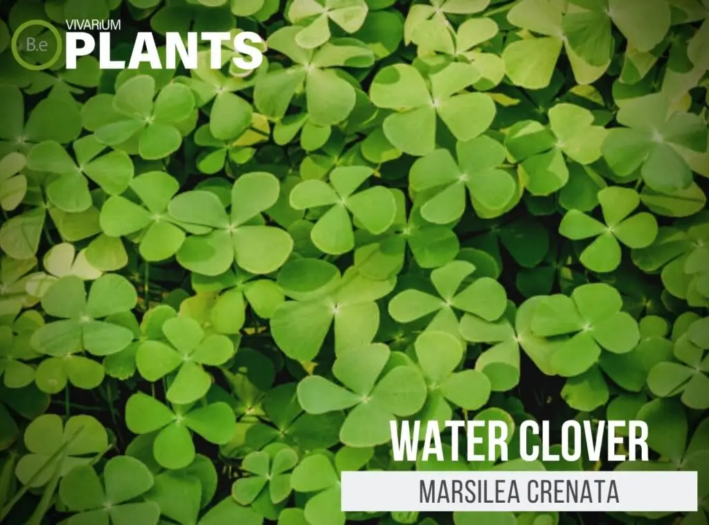 Marsilea Crenata "Water Clover" | Aquarium Plant Care Guide
