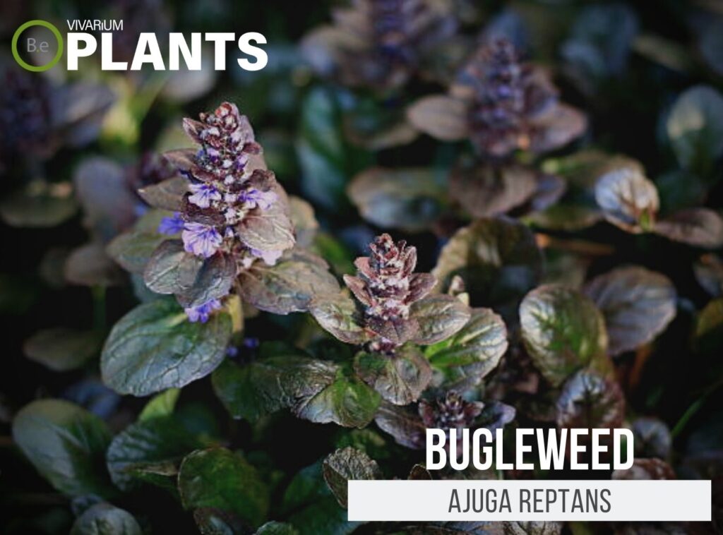 Ajuga Reptans "Bugleweed" | Aquarium Plant Care Guide