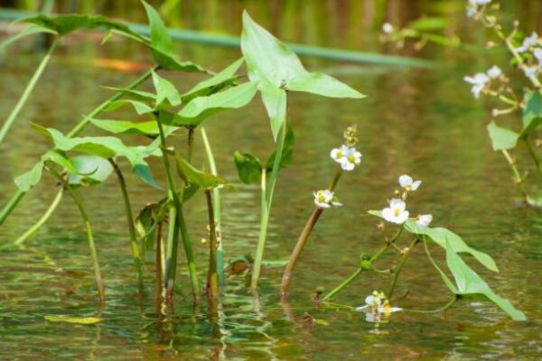 8+ Marginal Plants To Submerge Your Pond & Aquarium With!