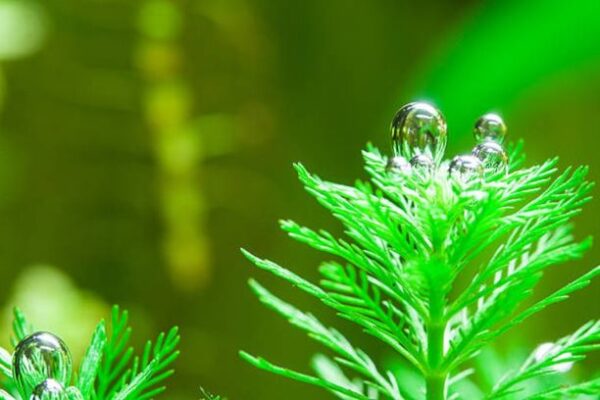 These Aquarium Stem Plants Will Make Your Tank Glow!