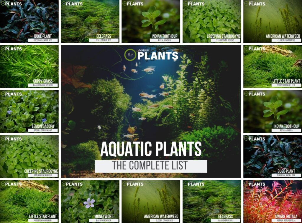 Unveiling 10 Of The Best Aquatic Plants For Aquariums