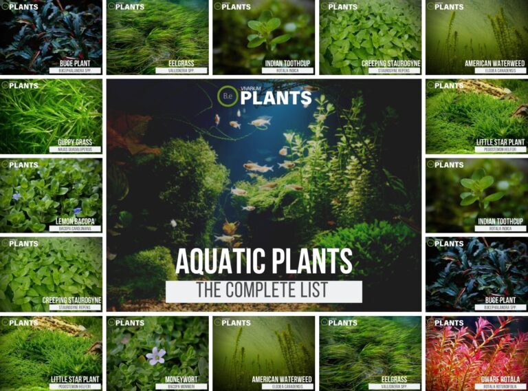 Unveiling 10 Of The Best Aquatic Plants For Aquariums