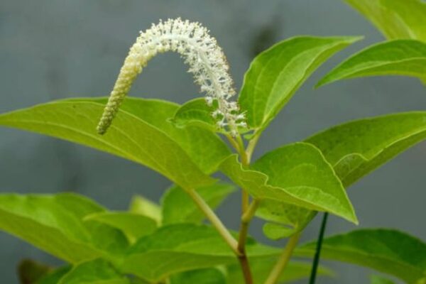 11+ Perfectly Small Pond Plants | List, Placement & Pictures