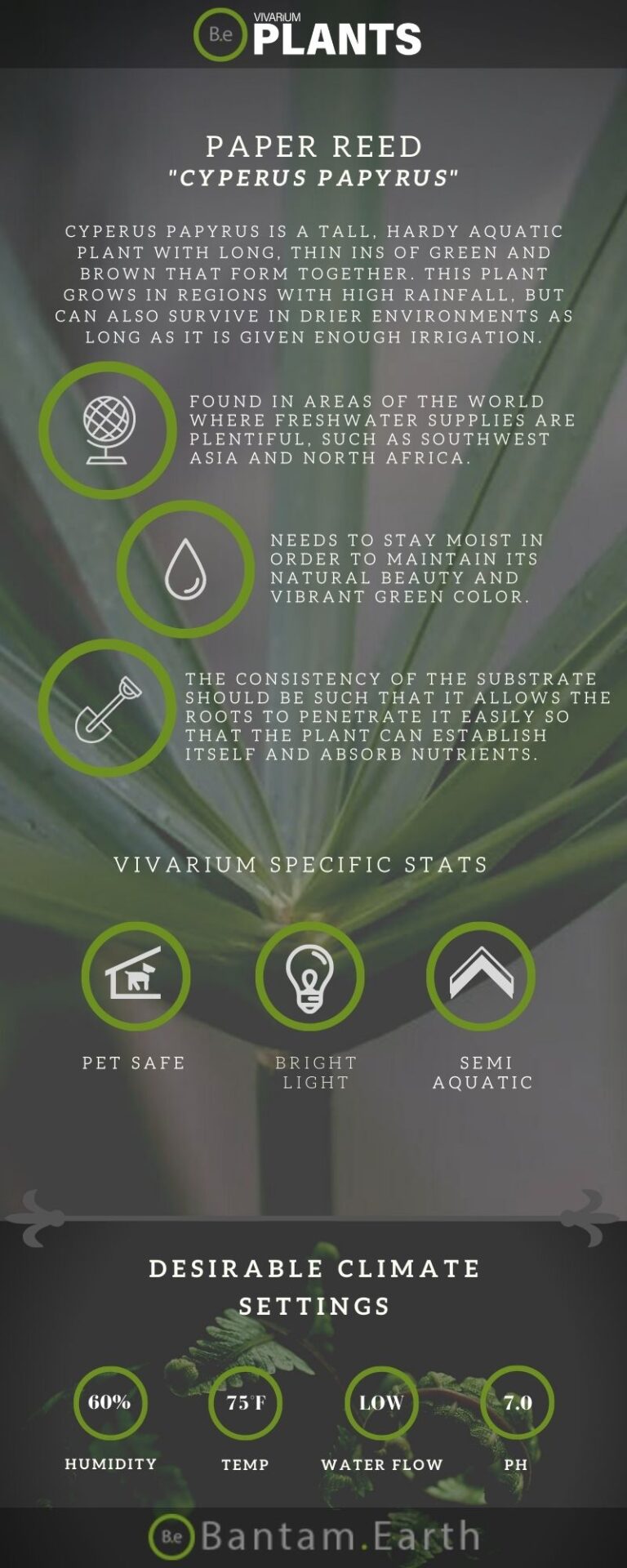 Cyperus Papyrus "Paper Reed" Plant Care Guide