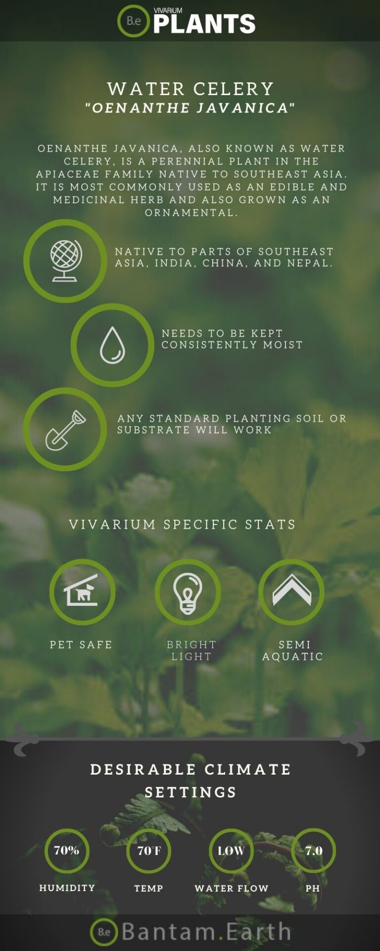 Oenanthe Javanica "Water Celery" | The Plant Care Guide