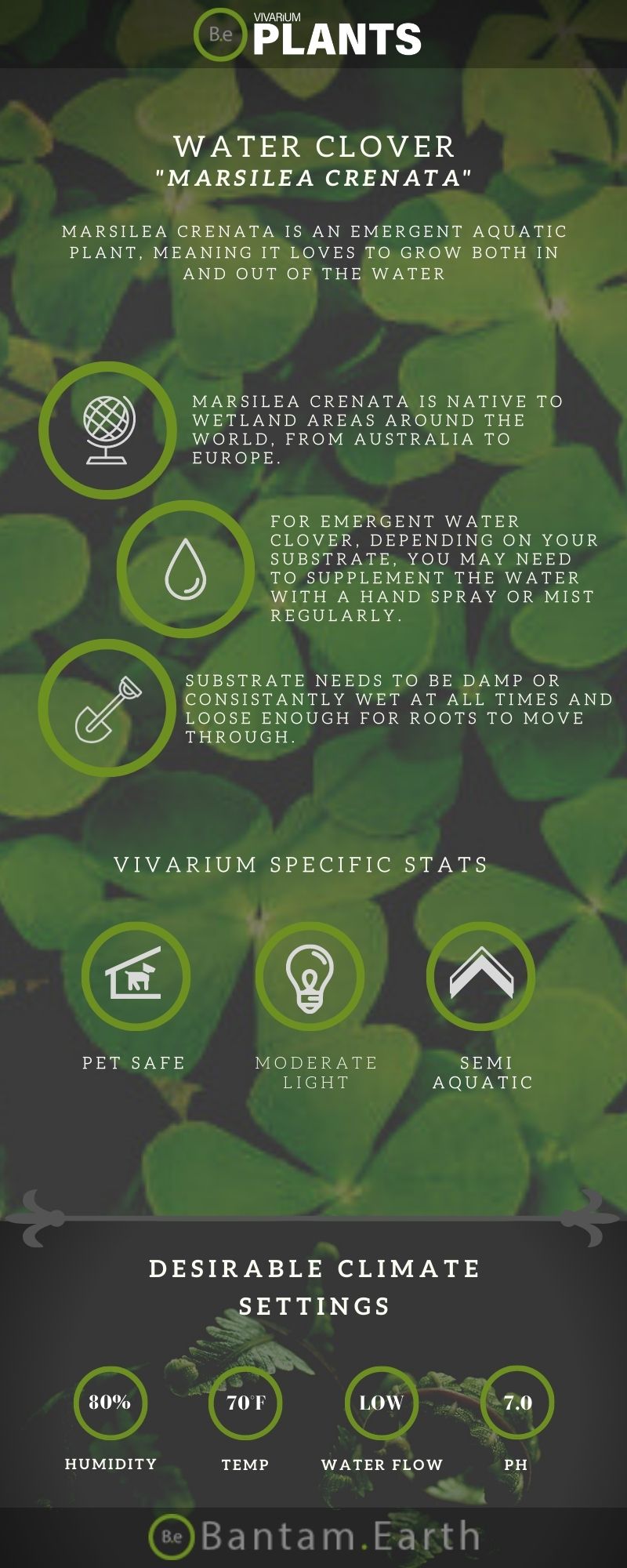 Marsilea Crenata "Water Clover" | Aquarium Plant Care Guide