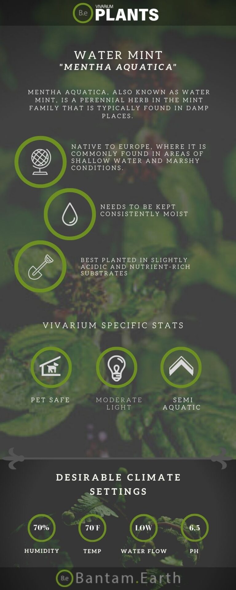 Mentha Aquatica "Water Mint" | The Plant Care Guide