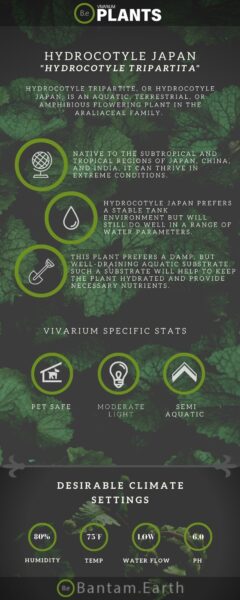 Hydrocotyle Tripartita "Hydrocotyle Japan" Plant Care Guide