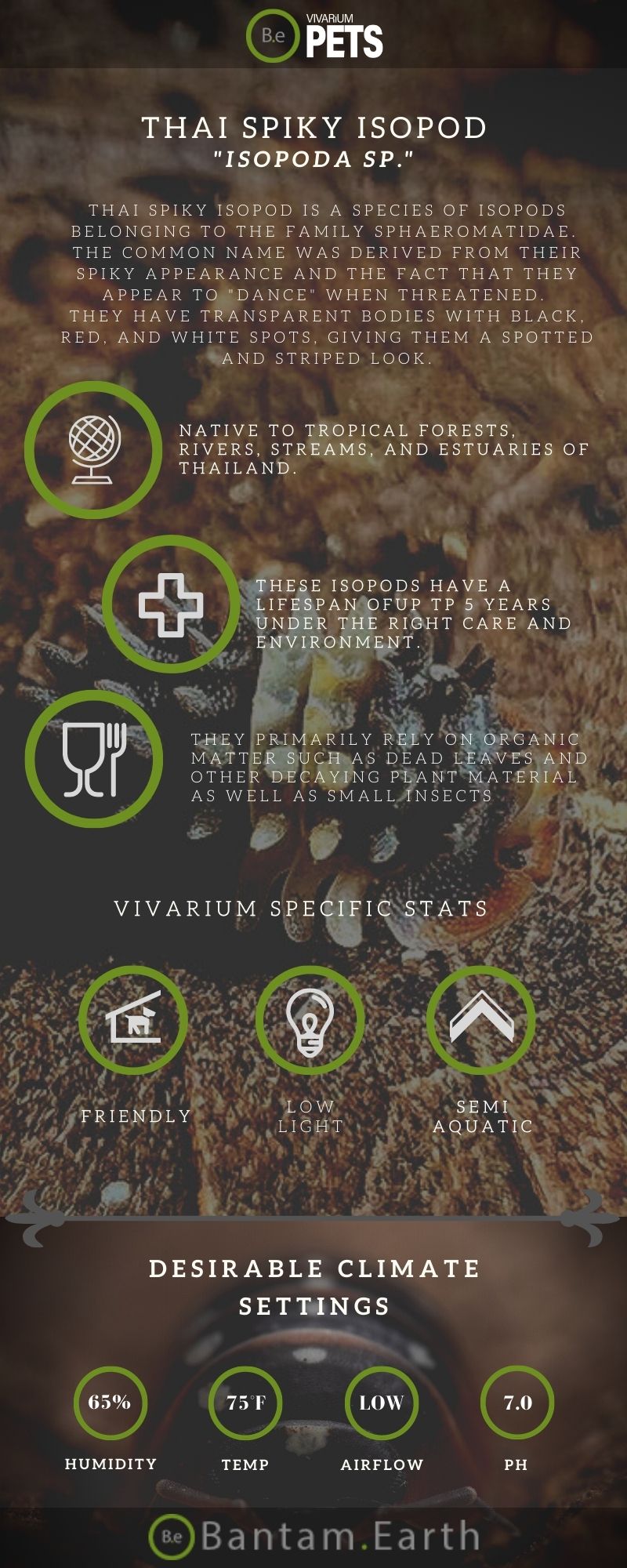 The Complete Thai Spiky Isopod (Isopoda Sp.) Care Guide!