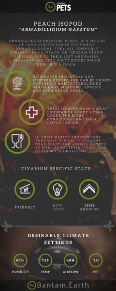 The Armadillidium Nasatum "Peach Isopods" Care Guide!