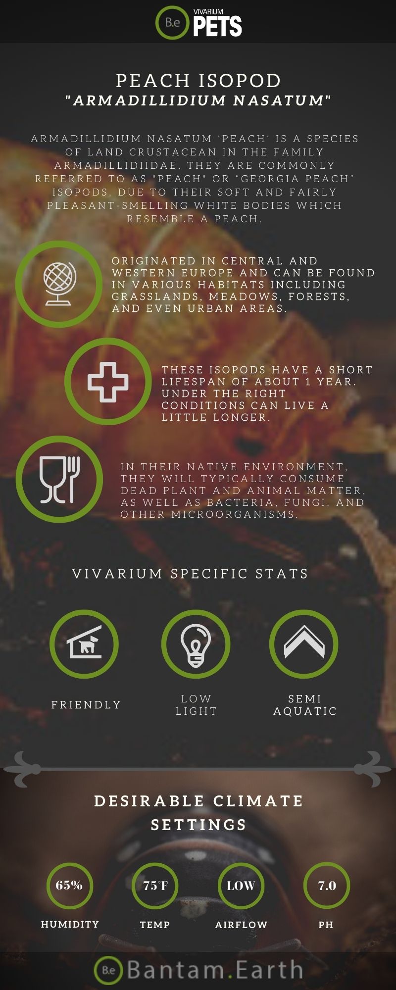 The Armadillidium Nasatum "Peach Isopods" Care Guide!