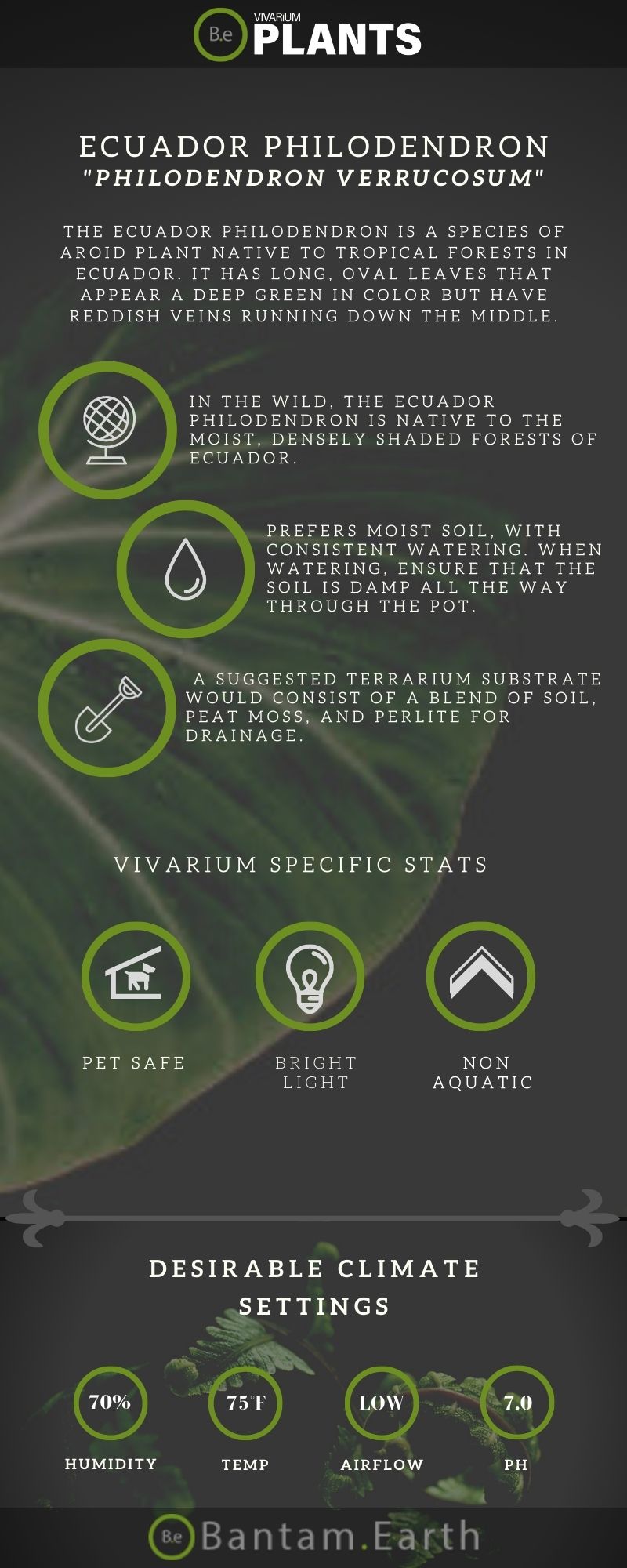 Ecuador Philodendron Verrucosum | The Plant Care Guide
