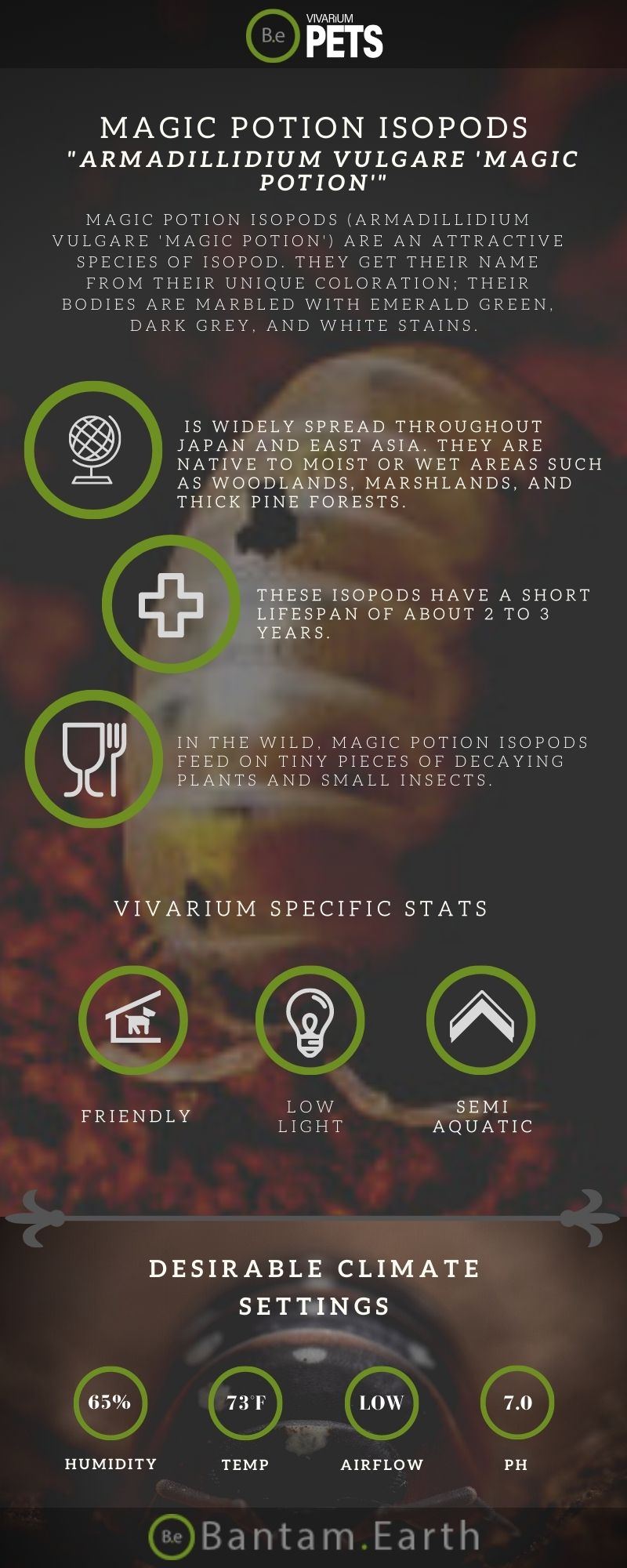 The Armadillidium Vulgare Magic Potion Isopods Care Guide!