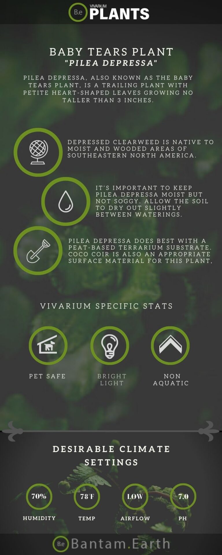 Pilea Depressa "Baby Tears Plant" | The Complete Care Guide
