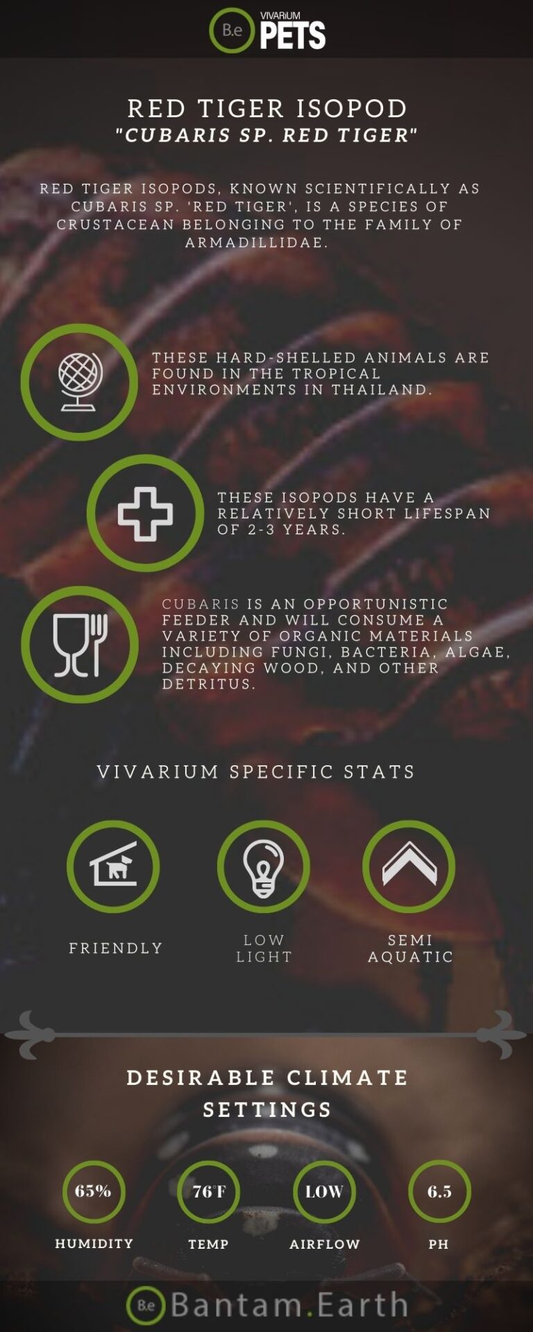 The Complete Cubaris Red Tiger Isopods Care Guide!