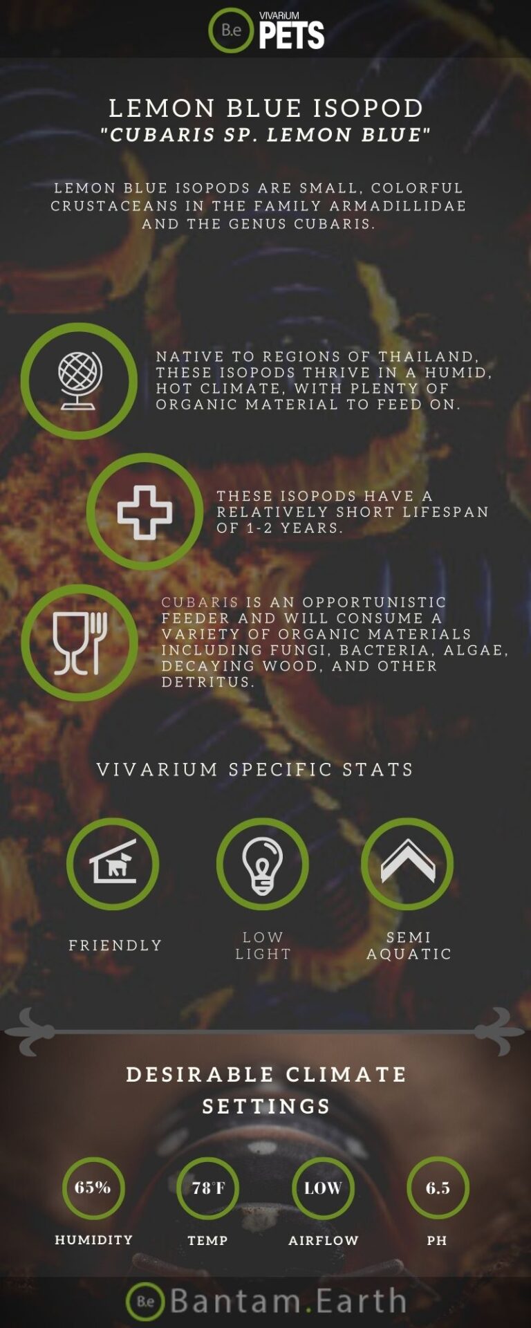 The Complete Cubaris Lemon Blue Isopods Care Guide!