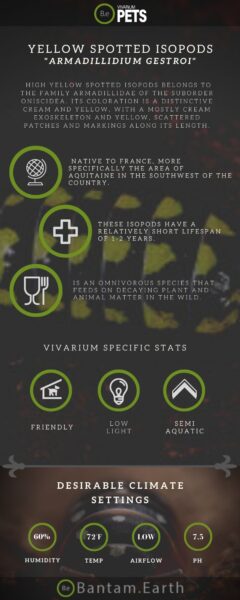 Armadillidium Gestroi "Yellow Spotted Isopods" Care Guide