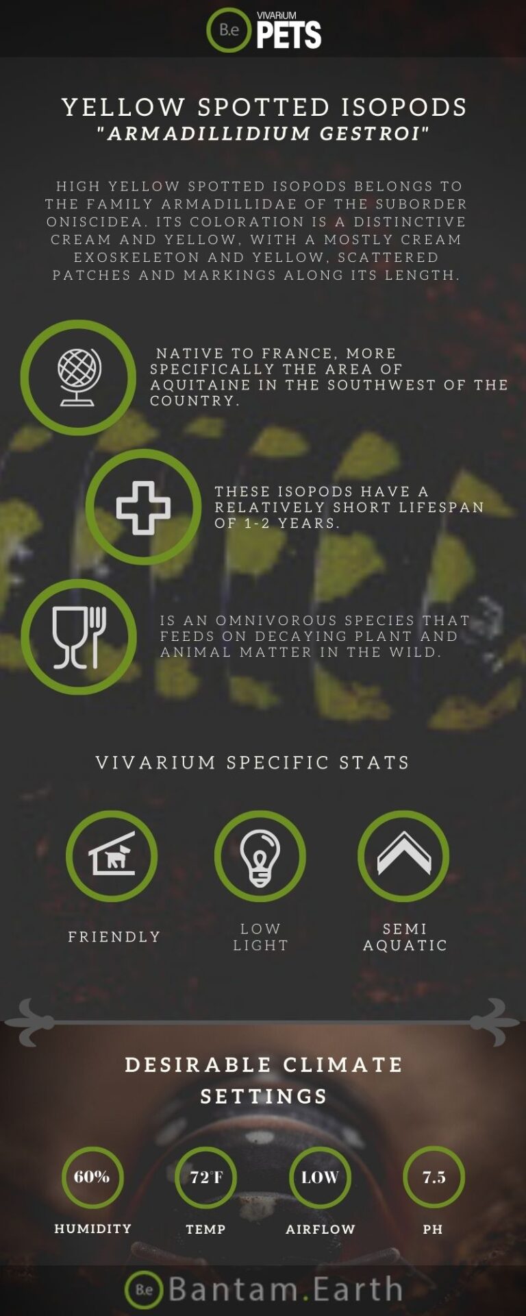 Armadillidium Gestroi "Yellow Spotted Isopods" Care Guide