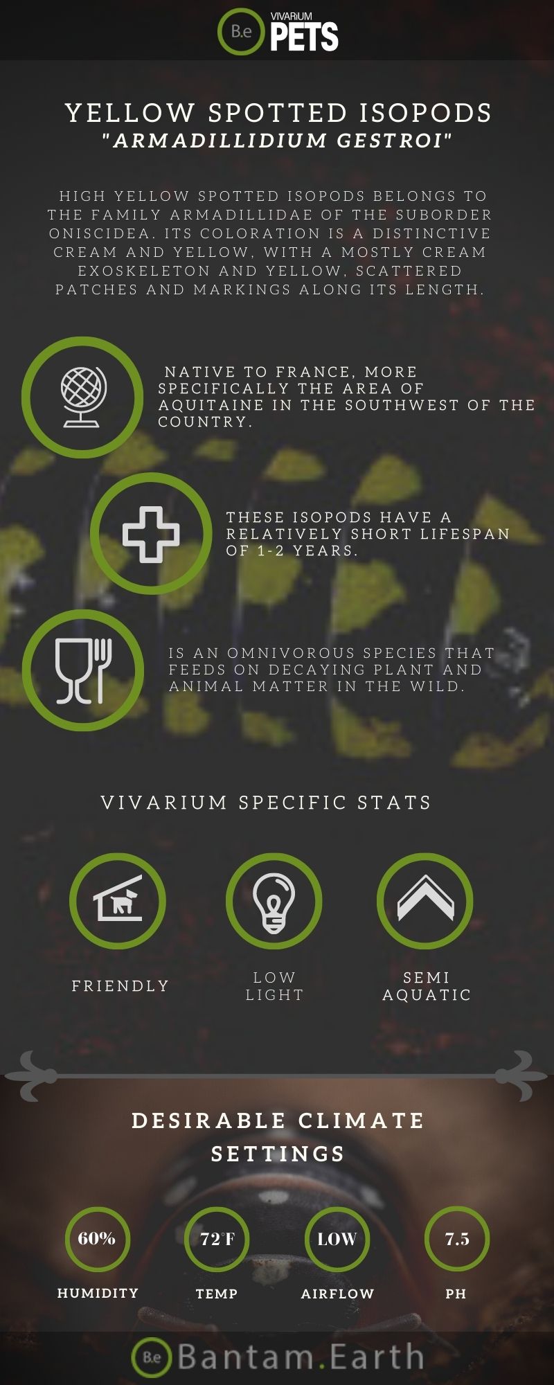 Armadillidium Gestroi "Yellow Spotted Isopods" Care Guide