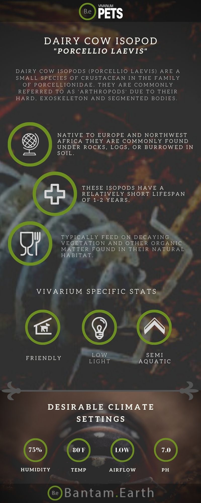 Porcellio Laevis "Dairy Cow Isopods" Complete Care Guide!