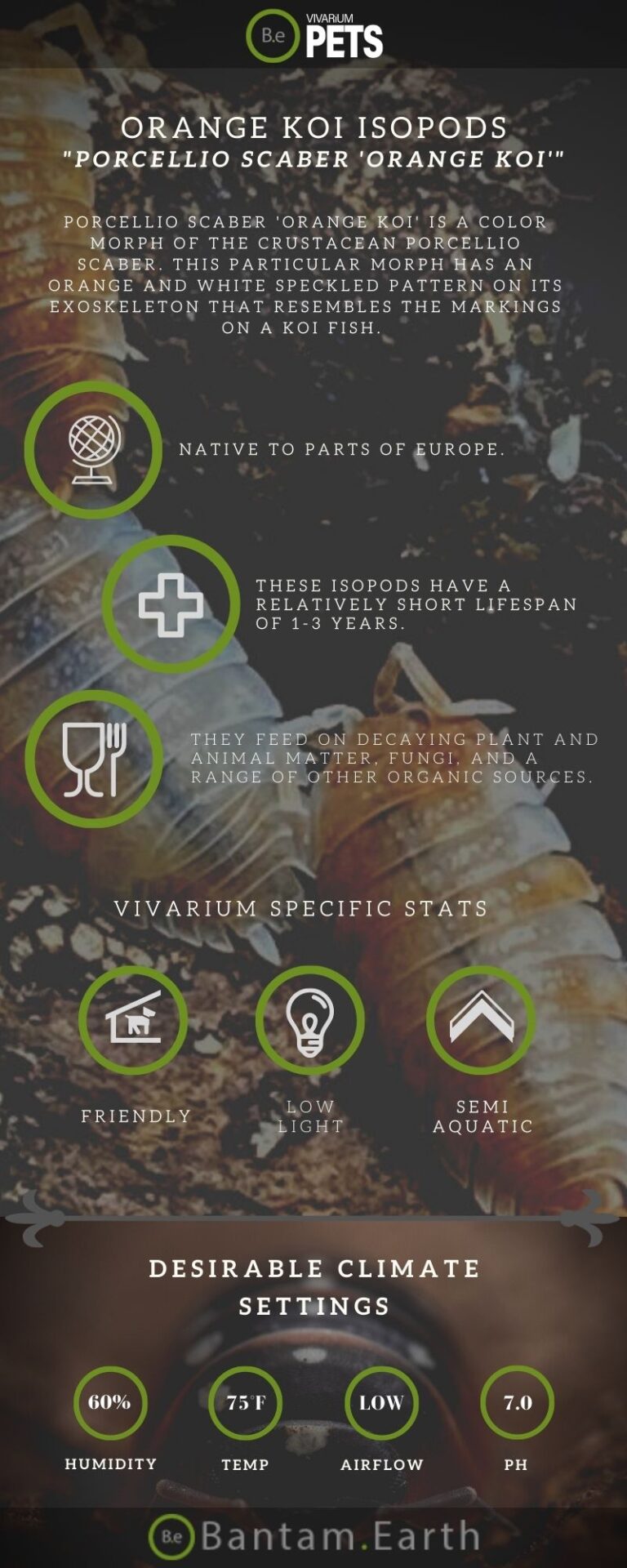 Porcellio Scaber 'Orange Koi Isopods' Complete Care Guide!