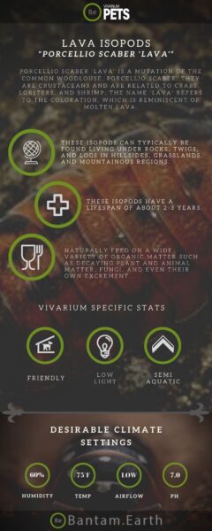 The Complete Porcellio Scaber "Lava Isopods" Care Guide!