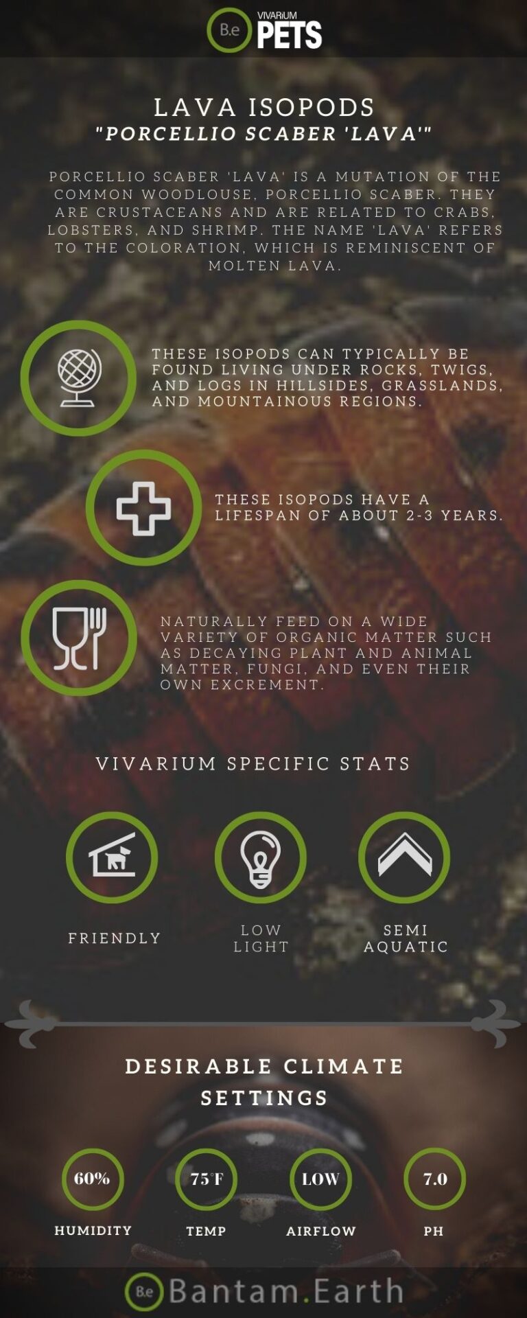 The Complete Porcellio Scaber "Lava Isopods" Care Guide!