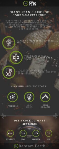 Porcellio Expansus "Giant Spanish Isopod" Full Care Guide!