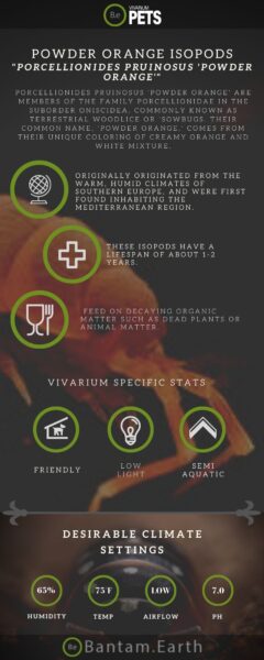 Porcellionides Pruinosus Powder Orange Isopods Care Guide