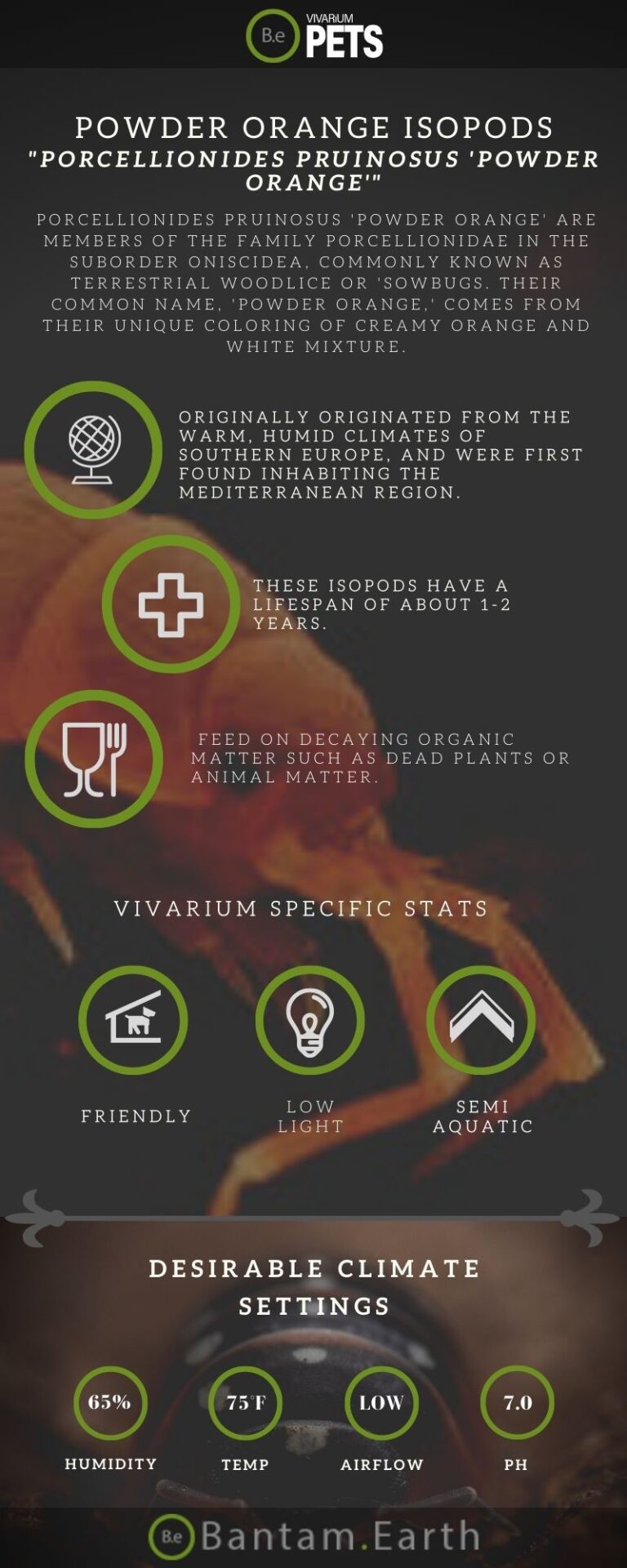 Porcellionides Pruinosus Powder Orange Isopods Care Guide