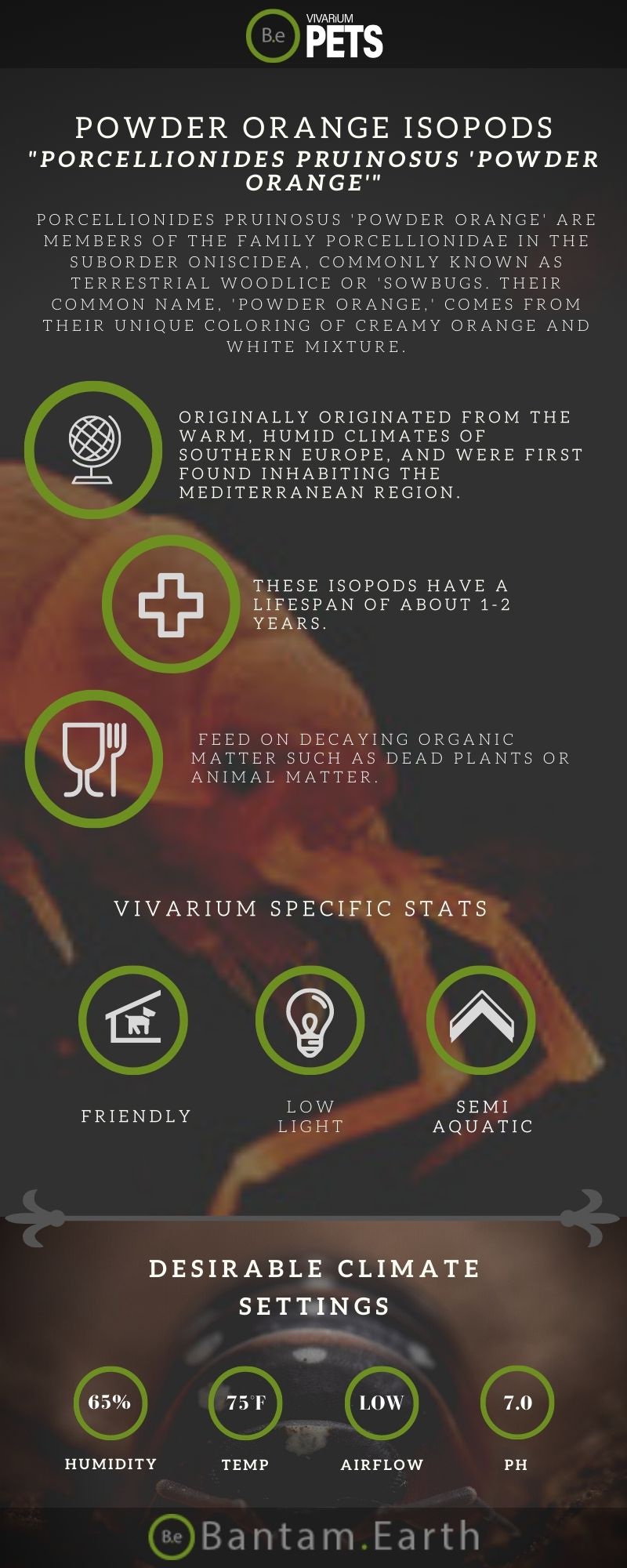 Porcellionides Pruinosus Powder Orange Isopods Care Guide