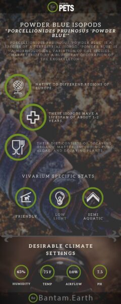 Porcellionides Pruinosus "Powder Blue Isopods" | Care Guide