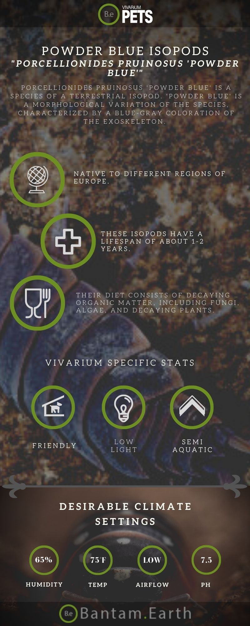 Porcellionides Pruinosus "Powder Blue Isopods" | Care Guide