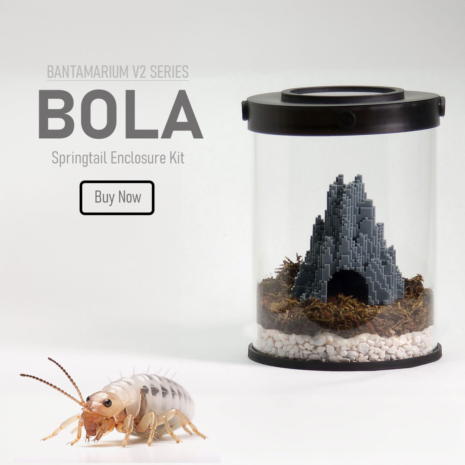 A Complete Springtail Collembola Care Guide | Terrarium Pets