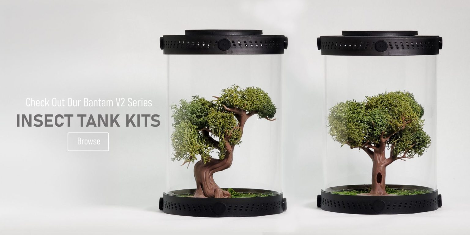 A Complete Pet Snails Guide + 18 Cute Snails Worth Keeping!