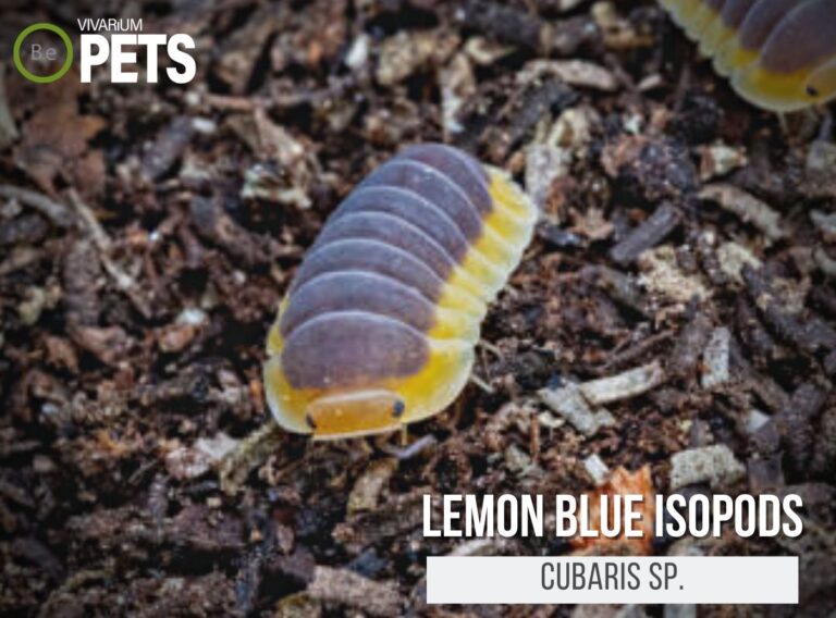 The Complete Cubaris Lemon Blue Isopods Care Guide!