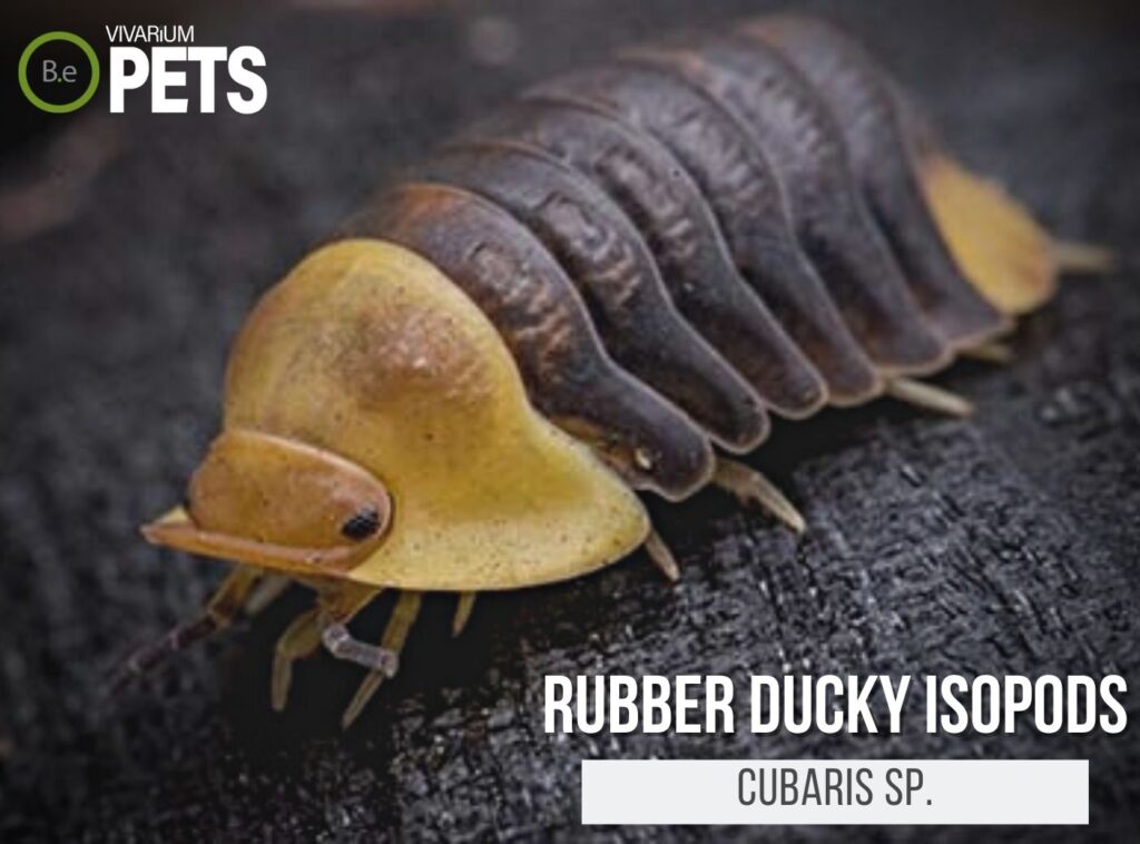Cubaris Isopods: 6 Things To Know BEFORE You Buy!