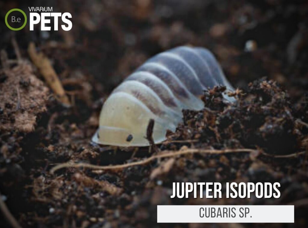 The Complete Cubaris Jupiter Isopods Care Guide!