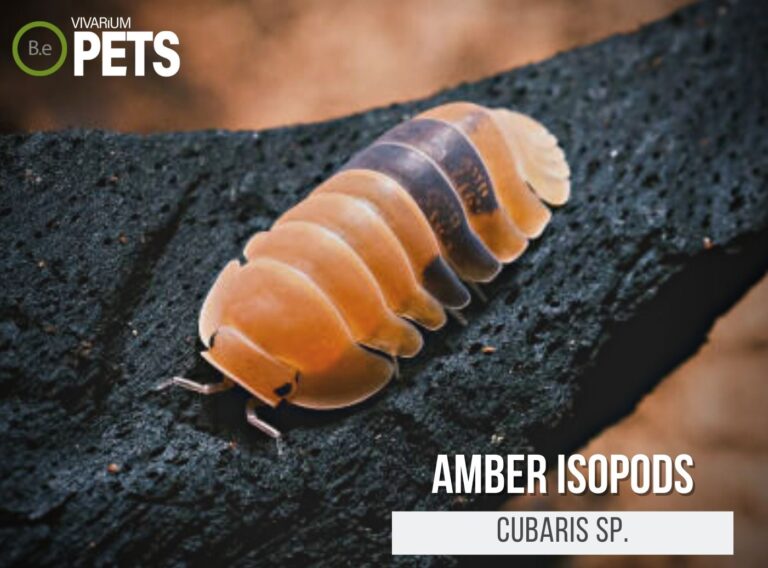 The Complete Cubaris Amber Isopods Care Guide!