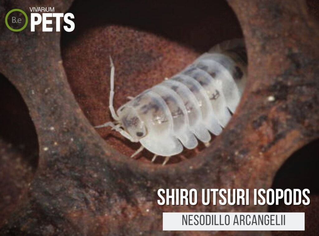 The Nesodillo Arcangelii "Shiro Utsuri Isopod" Care Guide!