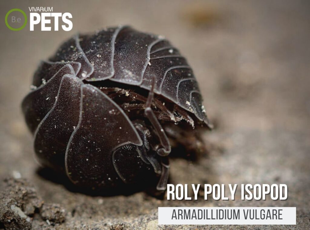 Pest To Pets: A Pill Bug (Armadillidium Vulgare) Care Guide