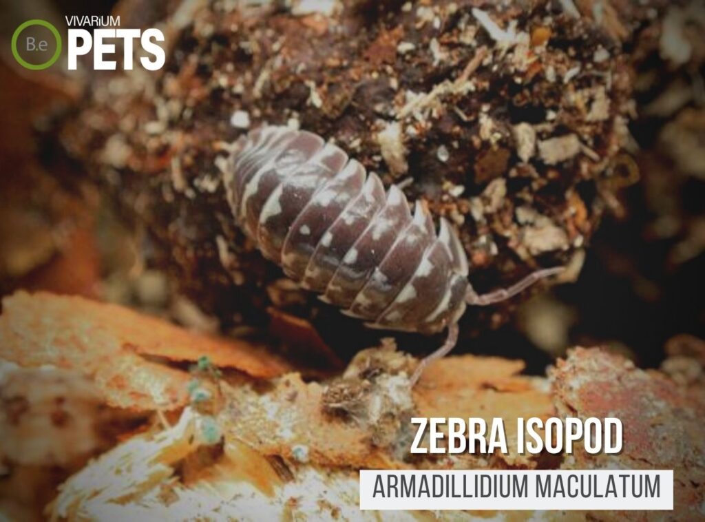 The Armadillidium Maculatum "Zebra Isopods" Care Guide!