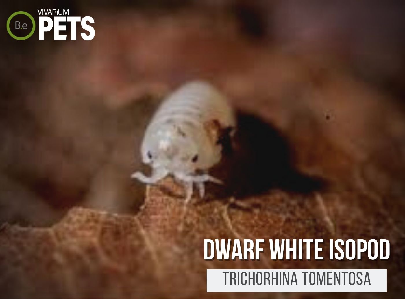 The Trichorhina Tomentosa "Dwarf White Isopods" Care Guide