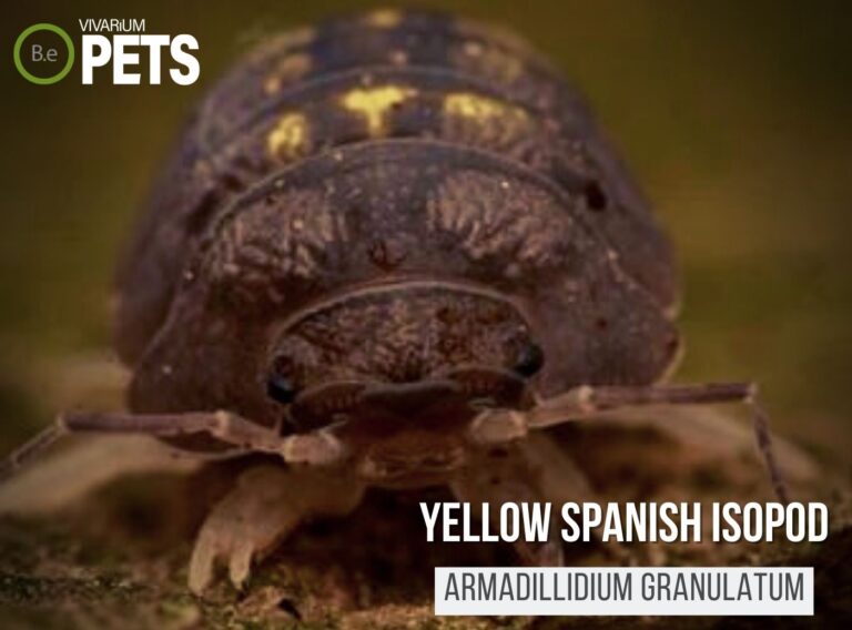The Armadillidium Granulatum "Yellow Spanish Isopod" Care Guide