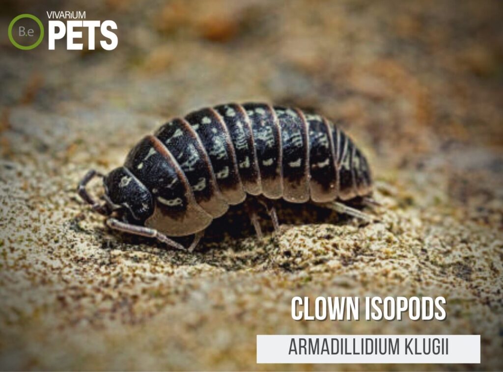 A Complete Armadillidium Klugii "Clown Isopods" Care Guide