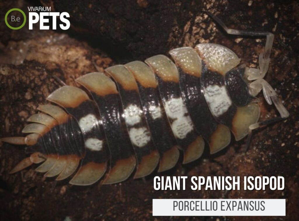 Porcellio Expansus "Giant Spanish Isopod" Full Care Guide!
