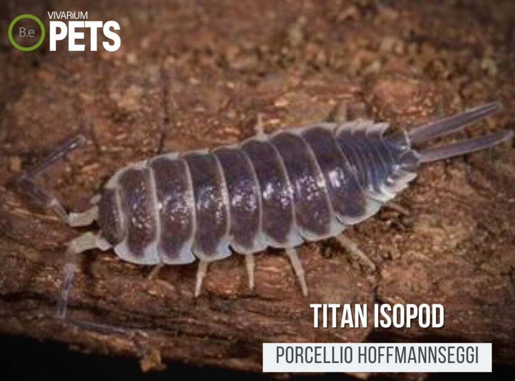 Porcellio Hoffmannseggi "Titan Isopod" Complete Care Guide!