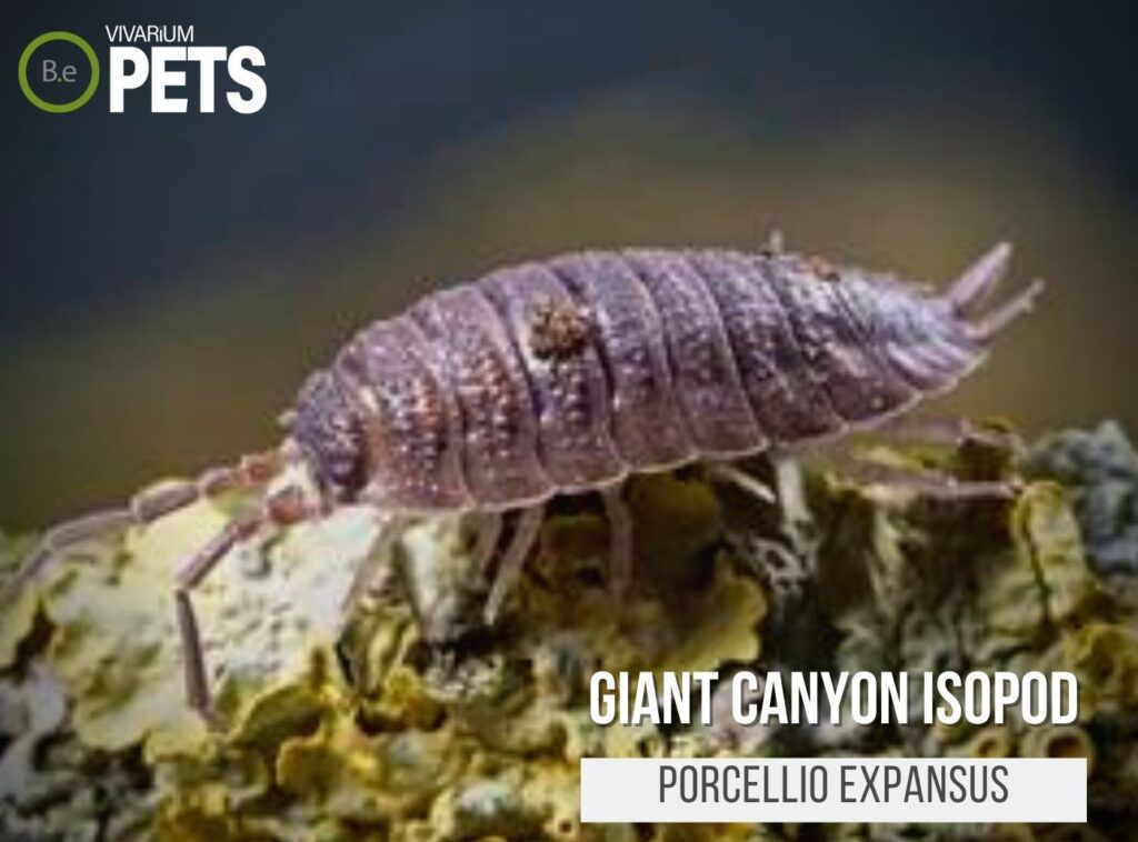 Porcellio Dilatatus "Giant Canyon Isopods" | Care Guide