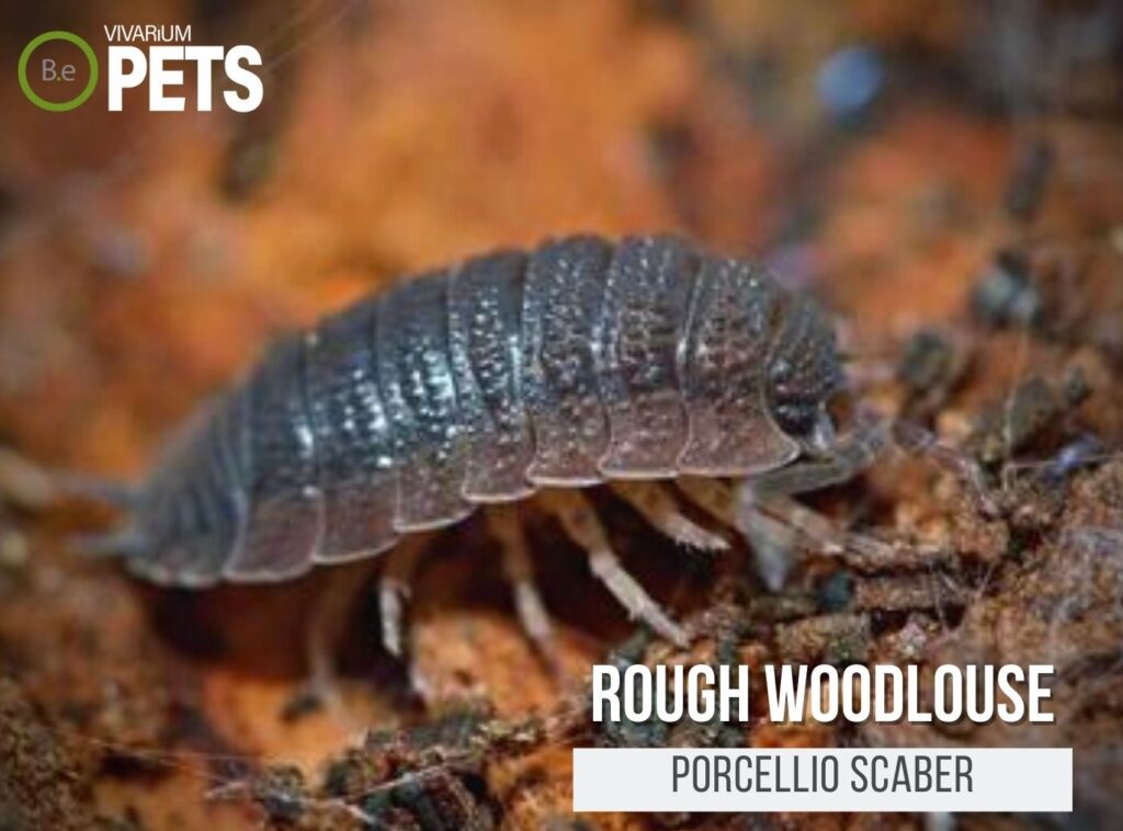 Porcellio Scaber "Rough Woodlouse" Complete Care Guide!